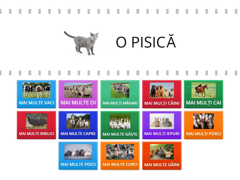 Eu spun una, tu spui multe! ANIMALE DOMESTICE - Find the match