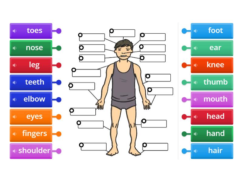 my body - Labelled diagram