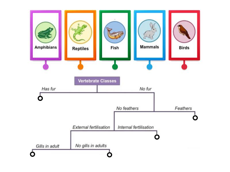 Simple Branching Key of Animals - مخطط المربعات