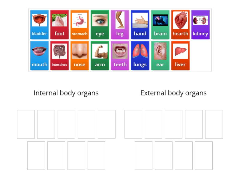 internal external organs - Group sort