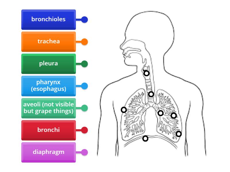 Respiratory System - Labelled diagram