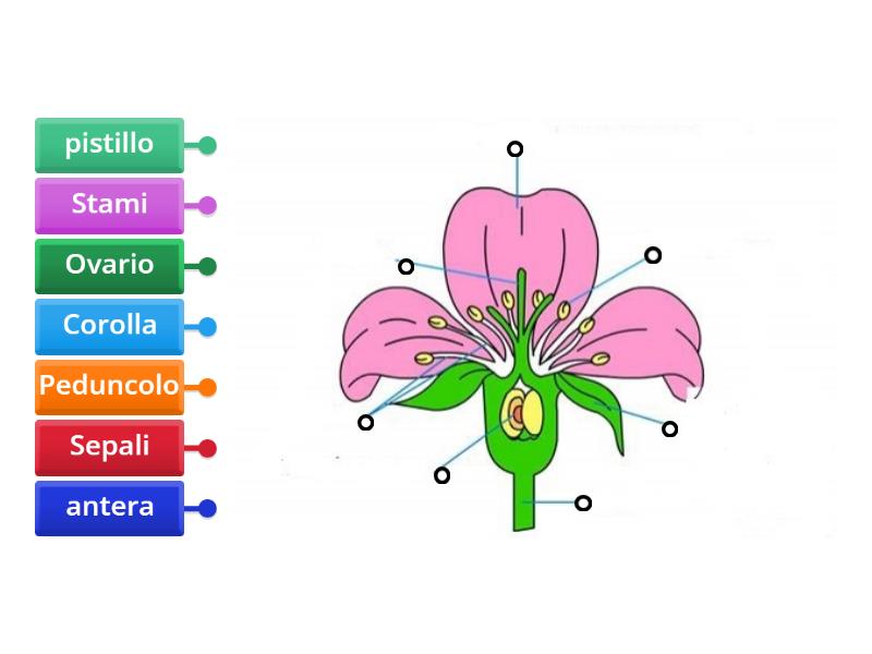 Le parti del fiore - Labelled diagram