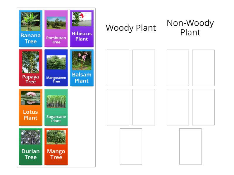 Science Year 1 : Classifying Plants (Woody and Non-Woody Plant) - Group ...