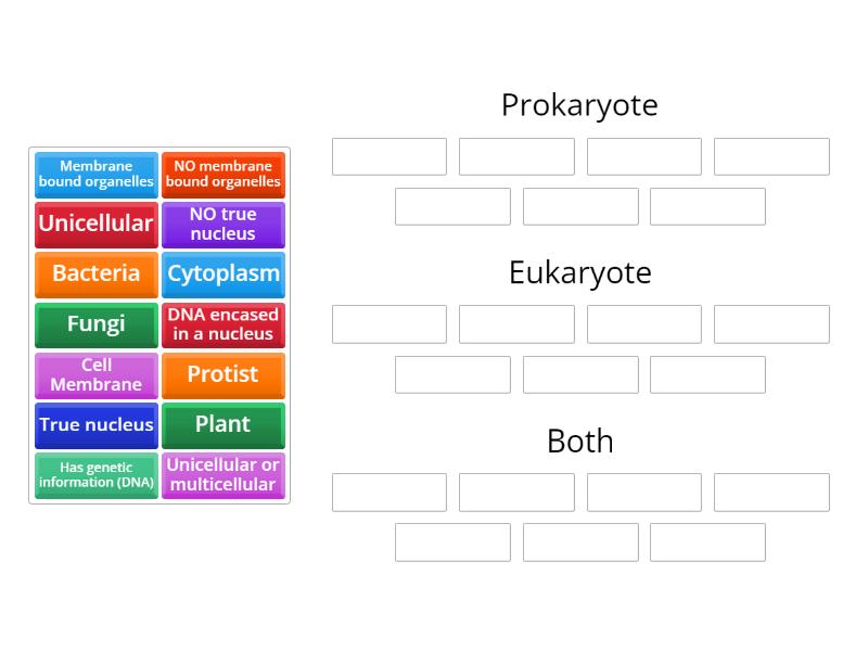 Eukaryote vs Prokaryote - Group sort