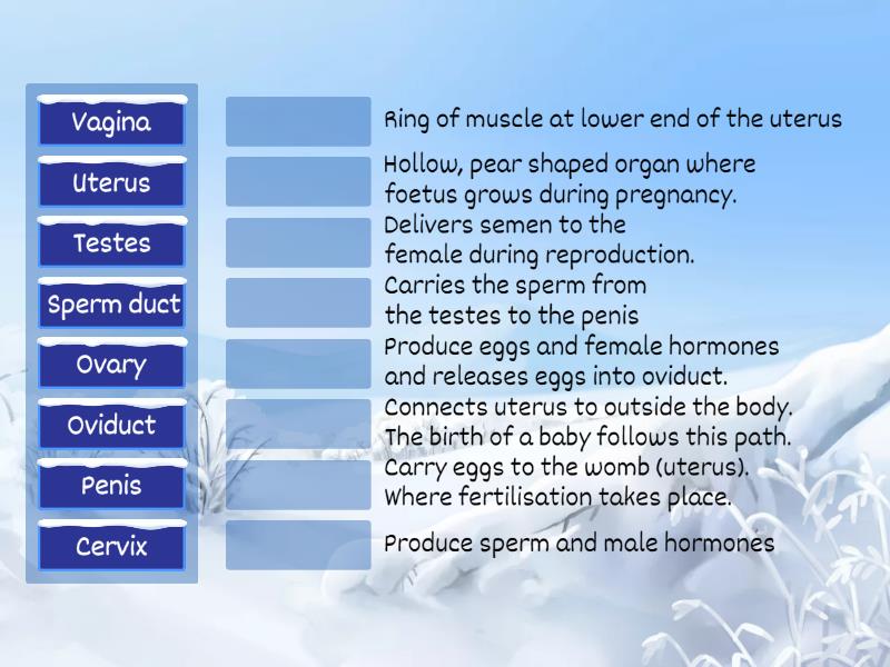 Functions of the reproductive system - Match up