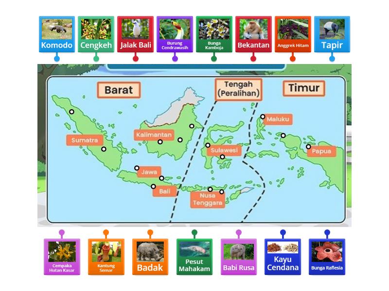 Persebaran Flora dan Fauna di Indonesia - Labelled diagram