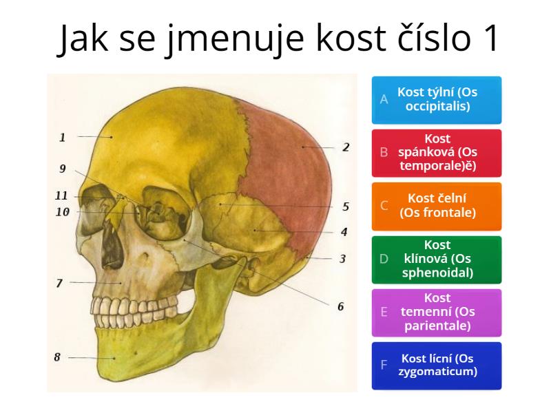 Test kostí - Kvíz