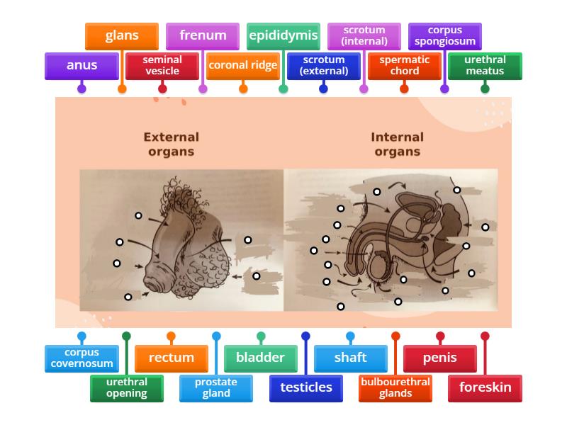 male sexual organ - Labelled diagram