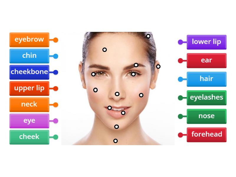 Face - Labelled diagram