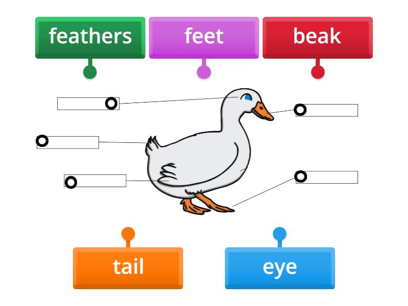 Body parts_goose - Labelled diagram
