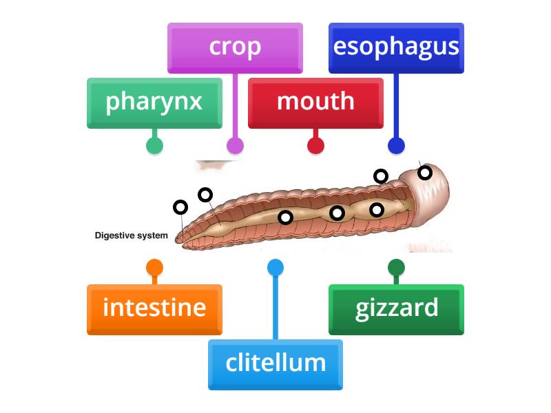 Earthworm Digestive System - Diagrama con etiquetas