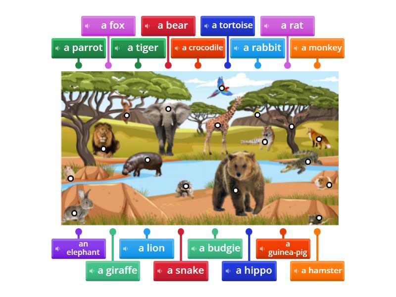 Animals 3 - Labelled diagram