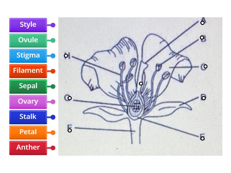 Label the parts of the flower - Diagram berlabel