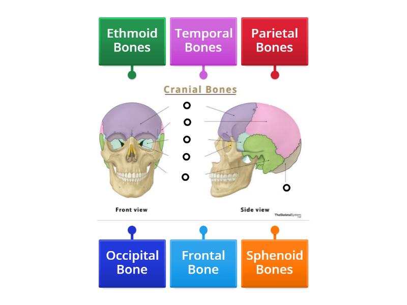 Cranial Bones - Labelled diagram