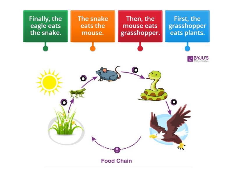 Food chain - Labelled diagram