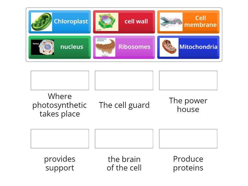 cell organelles - Match up