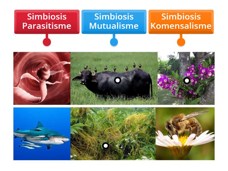 Macam-macam Simbiosis - Labelled diagram