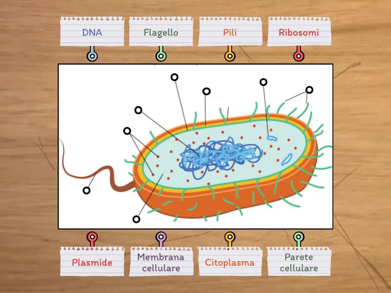Ad ogni cosa, il suo nome: La cellula procariote - Labelled diagram