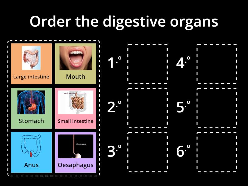 Digestive system - Rank order