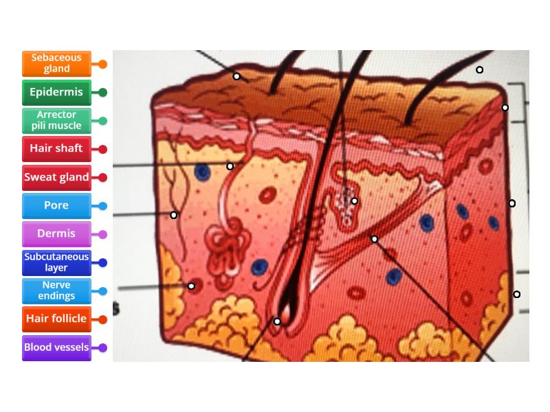 skin structure - Labelled diagram