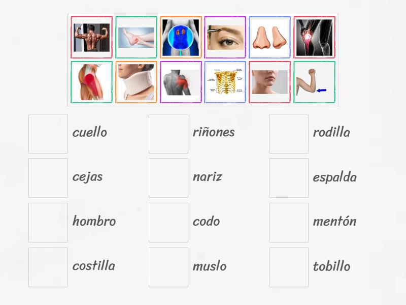 Vocabulario - El cuerpo humano - Match up