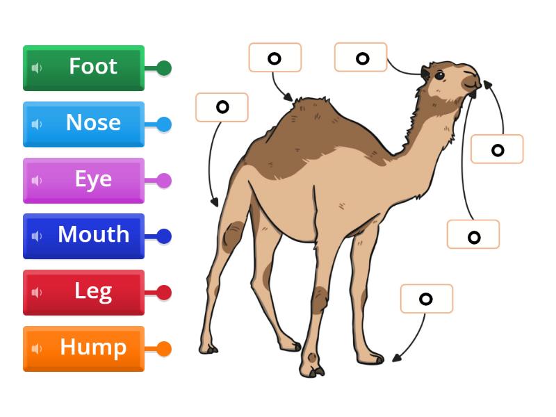 T1 W8 L3 Science: I can label the body parts of a camel. - Labelled diagram