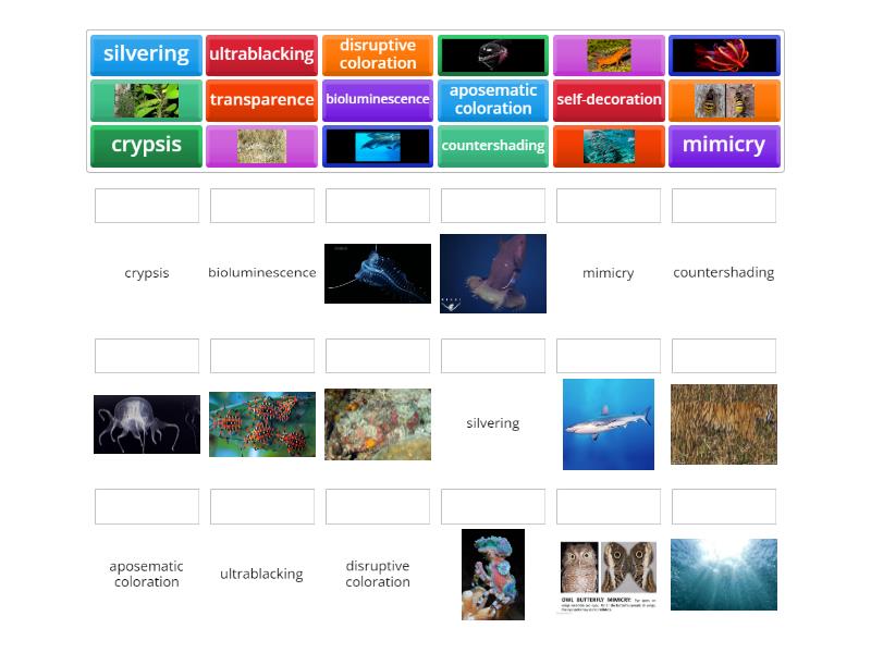 Camouflaging & Hiding in Plain Sight! - Match up