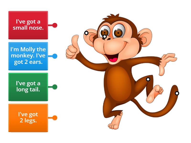 Molly the monkey - Labelled diagram