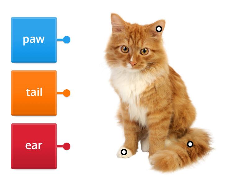 cats - Labelled diagram