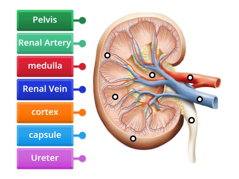 CAX BIOL label a Kidney - Labelled diagram