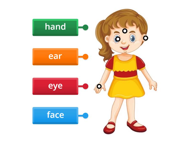 Unit 4 : Our bodies - Labelled diagram