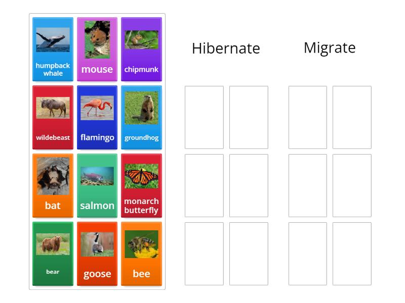 Hibernation vs. Migration - STEAM 5 - Group sort