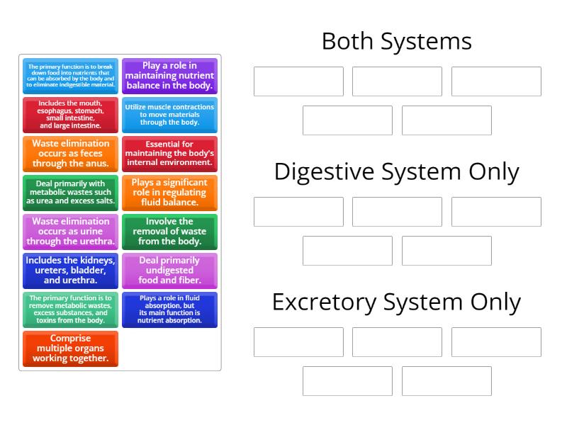 Digestive and Excretory Systems - Group sort