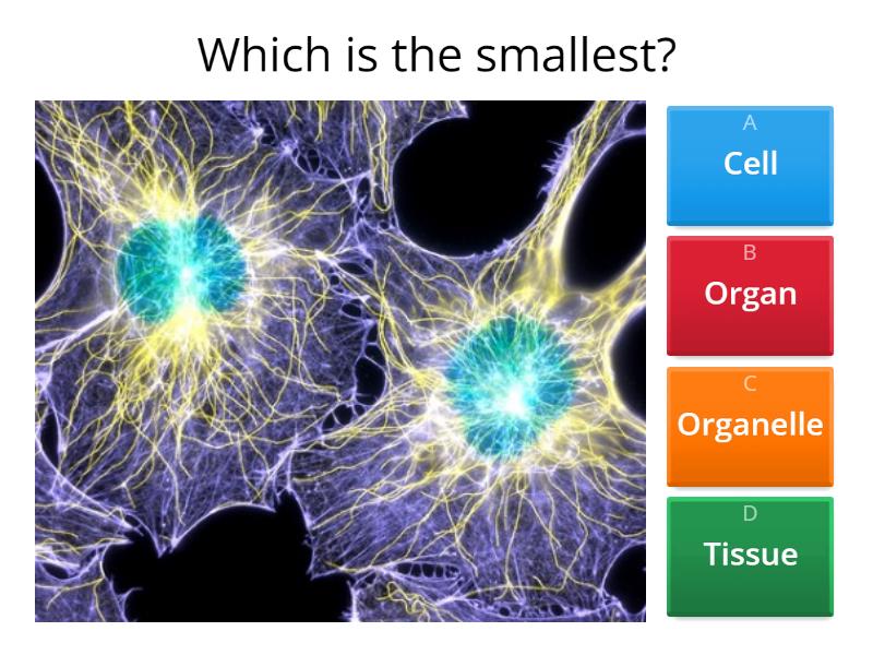 Cells, Tissues and organs - Quiz
