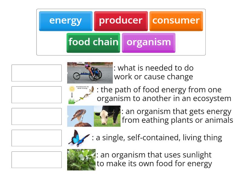 Food Chains Vocabulary - Une las parejas