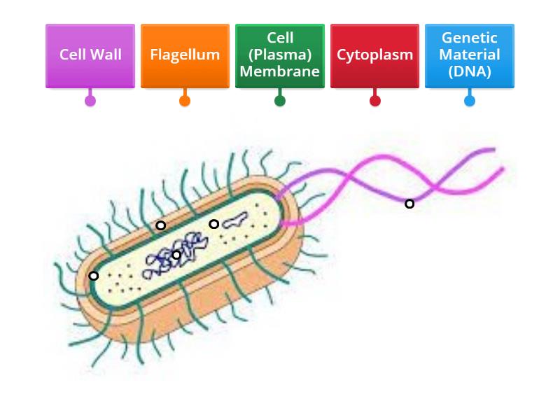 Bacteria (Prokaryotic) Cell - Labelled diagram
