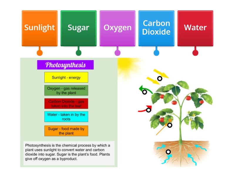 Beginner diagram Photosynthesis - Labelled diagram