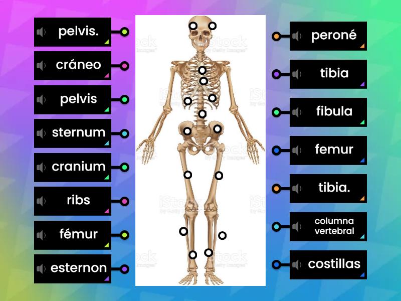 EL esqueleto humano Español, English - Labelled diagram