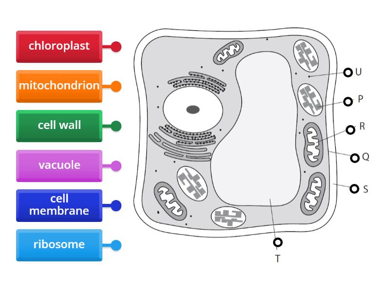 Plant cell - Labelled diagram