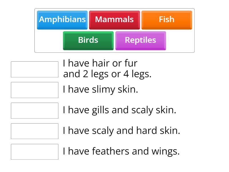 Animal groups - Match up