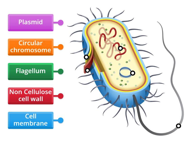 Bacterial cell labels - Labelled diagram