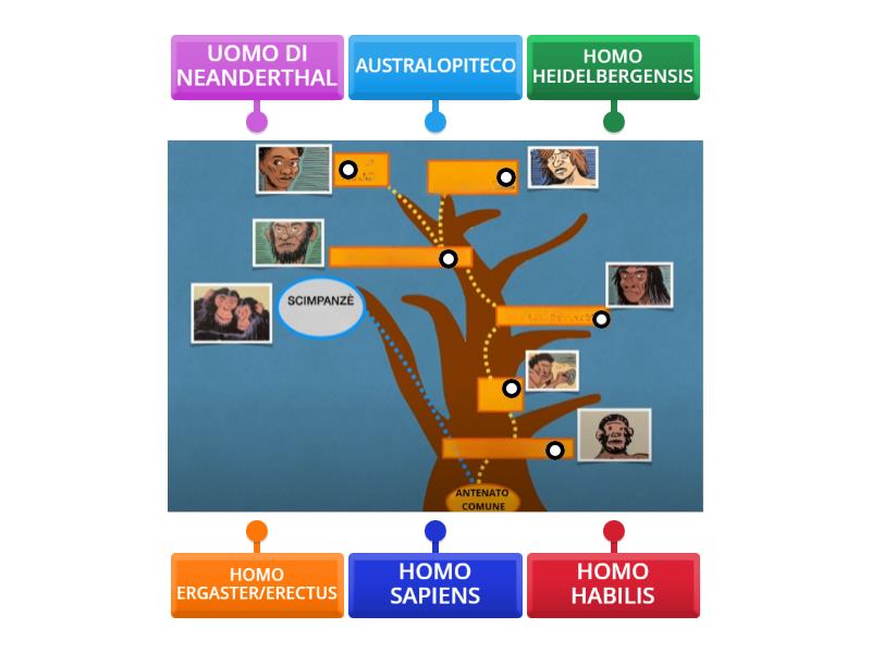 CESPUGLIO EVOLUTIVO - Labelled diagram