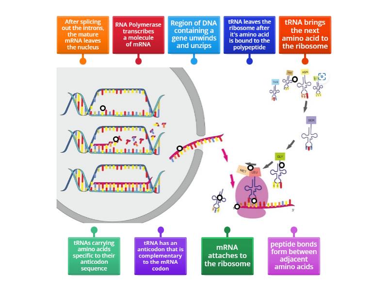 H U1 Gene Expression - Labelled diagram