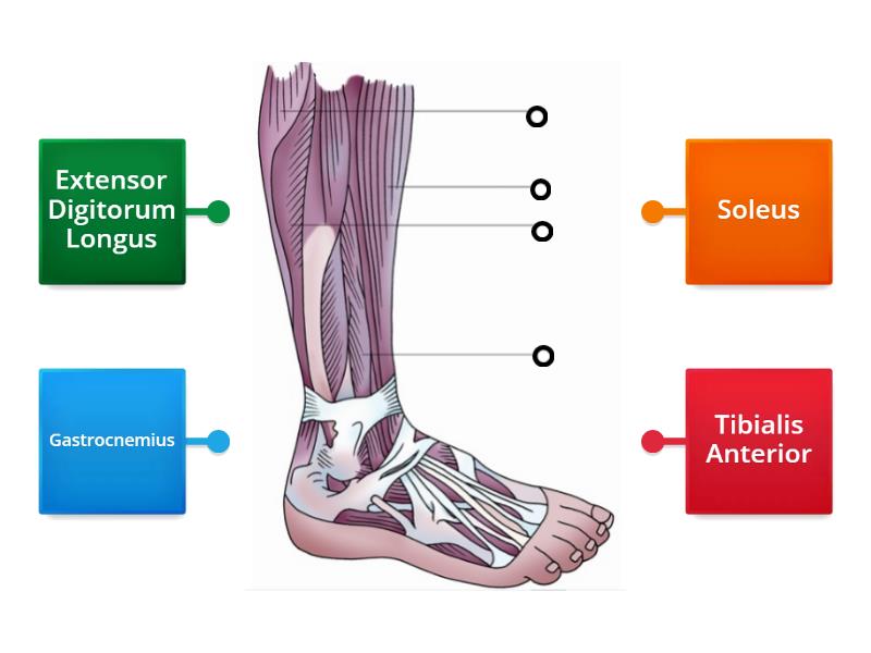 Muscles For Pedicure Labelled Diagram