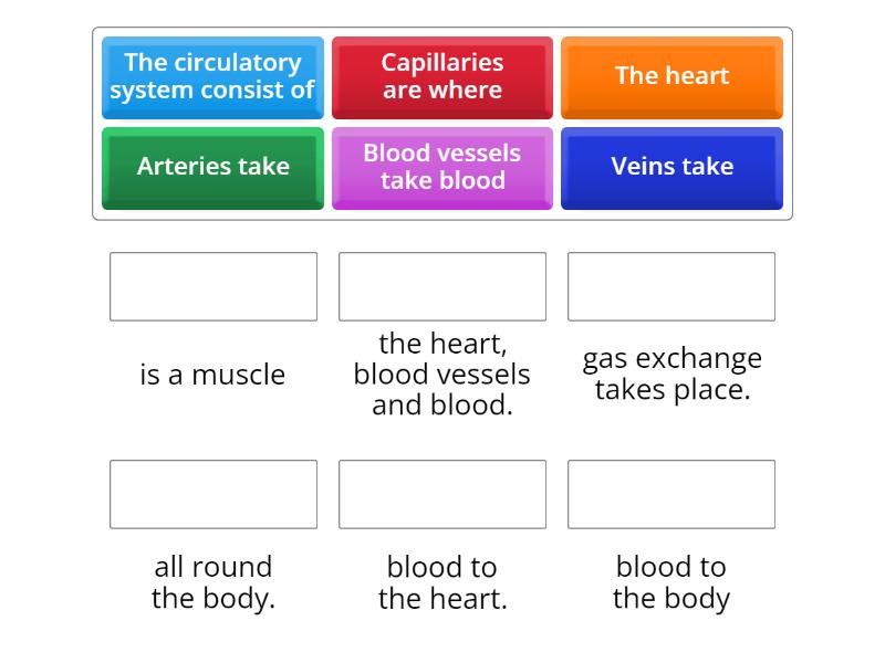 4. Circulatory system - Match up