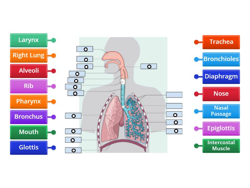 Human Breathing System - Labelled diagram