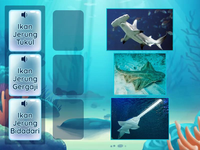 Jenis-Jenis Ikan Jerung - Match up