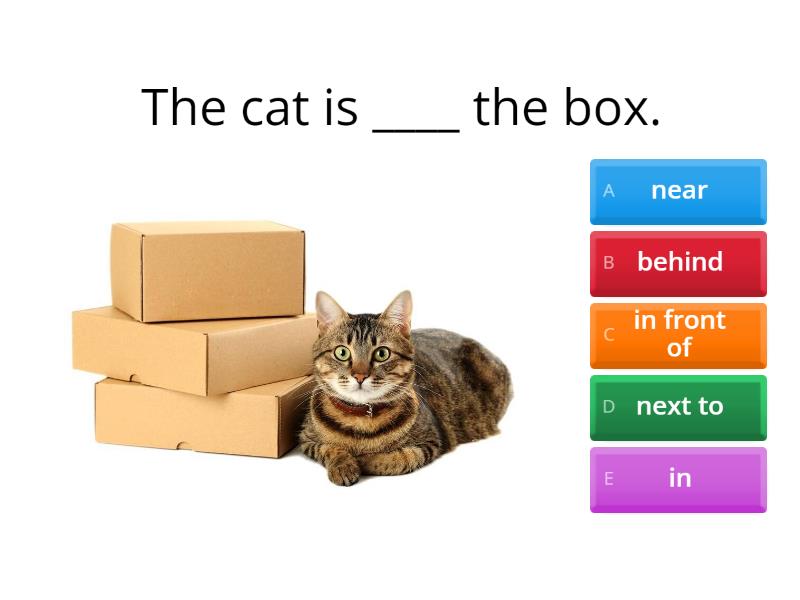 Prepositions of place | The cat & the box - Quiz