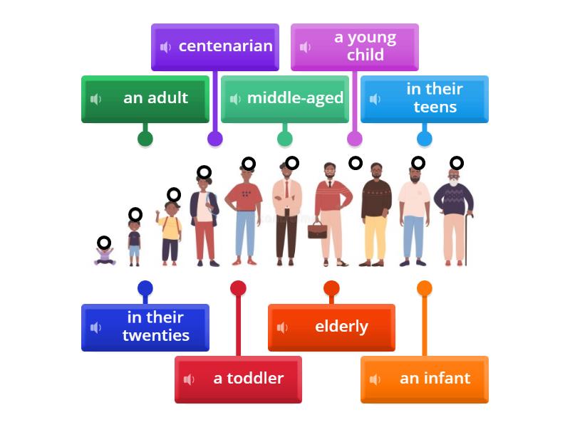 Unit1 Revision Life Stages - Labelled diagram