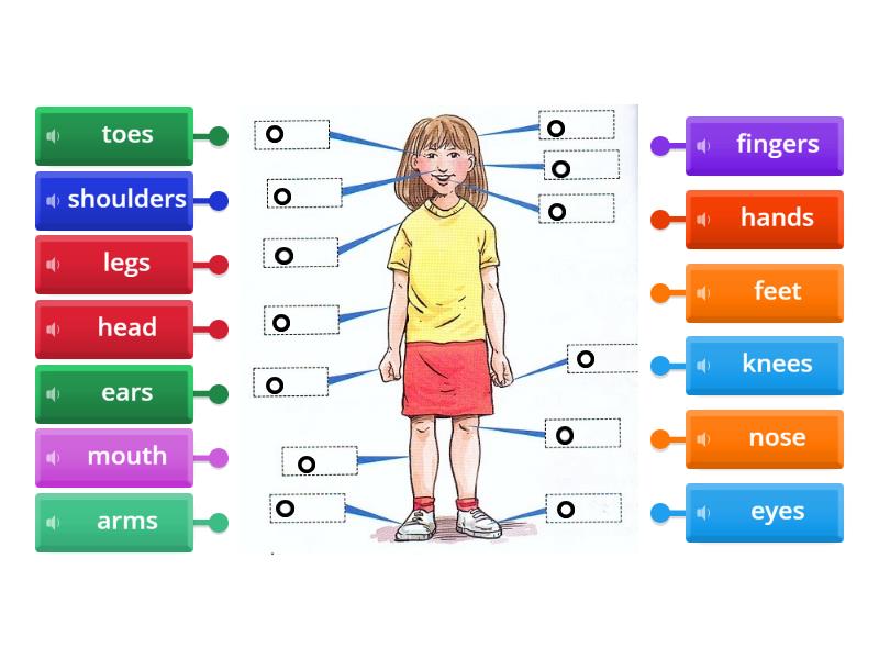 Body parts - Labelled diagram